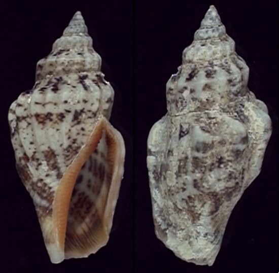 New shells - ShellBrothers - New shells