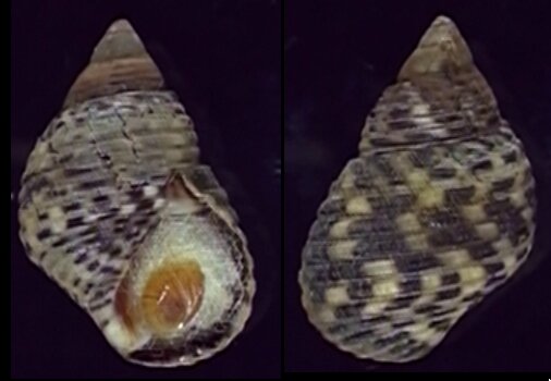 All shells - ShellBrothers - All shells