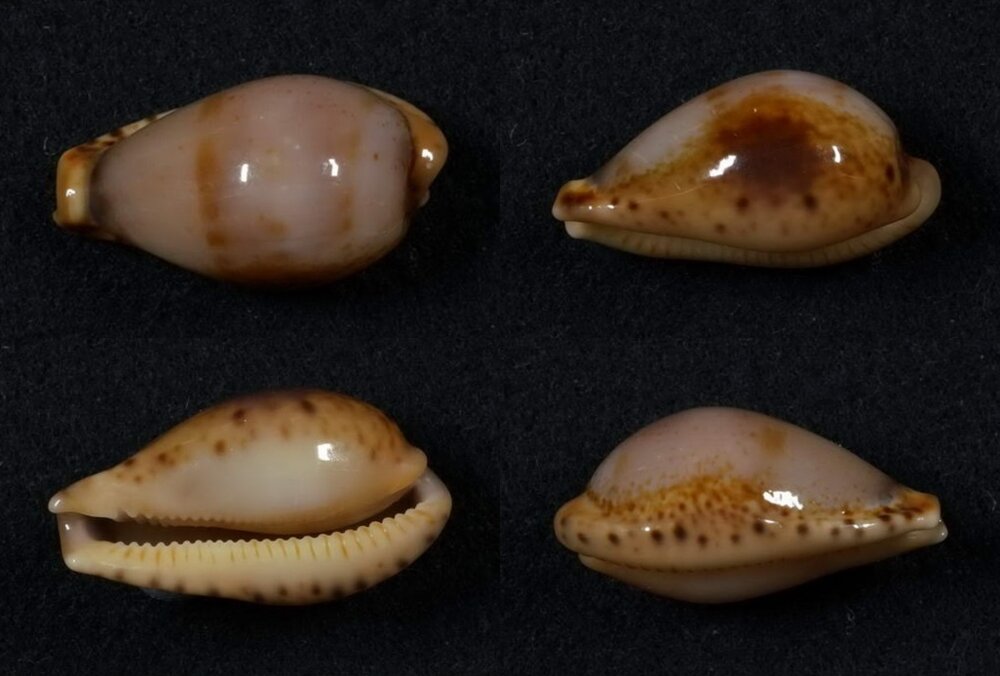 Top shells - ShellBrothers - Top shells