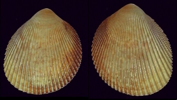 All shells - ShellBrothers - All shells