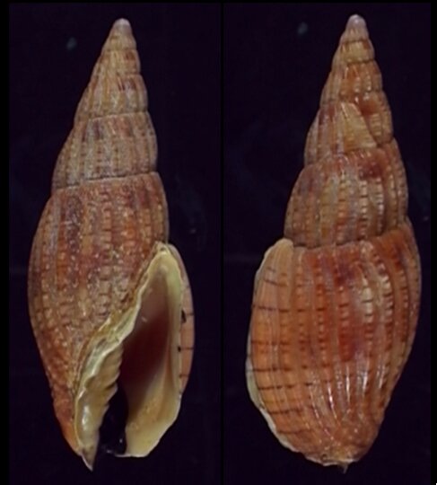 New shells - ShellBrothers - New shells