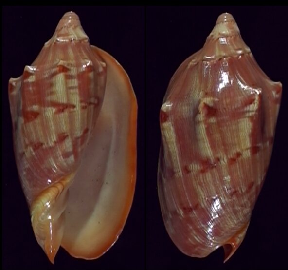 New shells - ShellBrothers - New shells