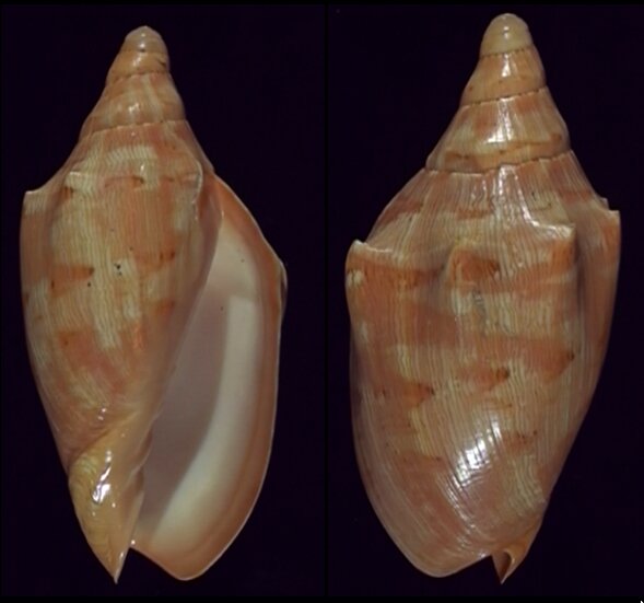 New shells - ShellBrothers - New shells