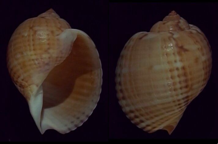 All shells - ShellBrothers - All shells