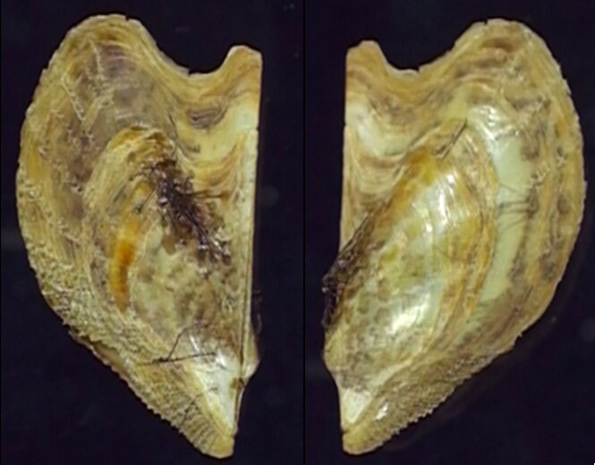 All shells - ShellBrothers - All shells