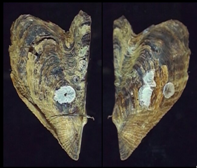 All shells - ShellBrothers - All shells