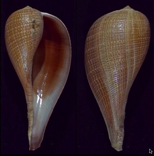 All shells - ShellBrothers - All shells