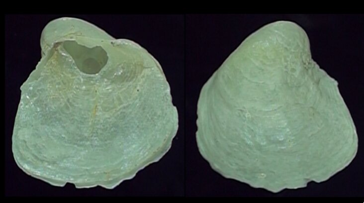 All shells - ShellBrothers - All shells