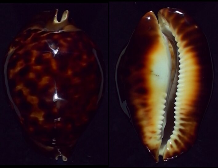 Top shells - ShellBrothers - Top shells