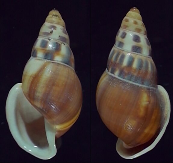 All shells - ShellBrothers - All shells