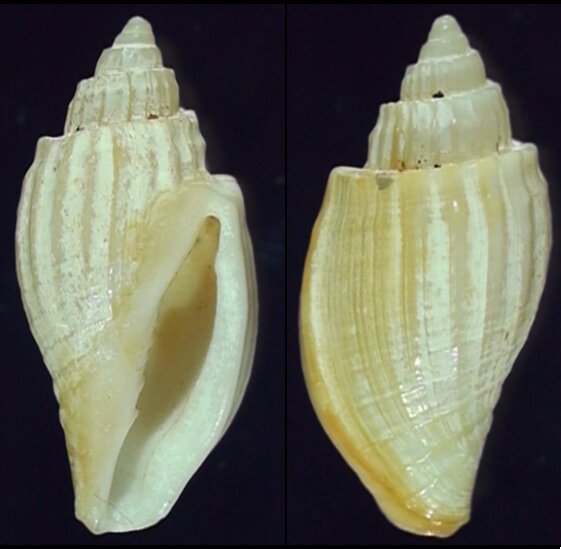 All shells - ShellBrothers - All shells