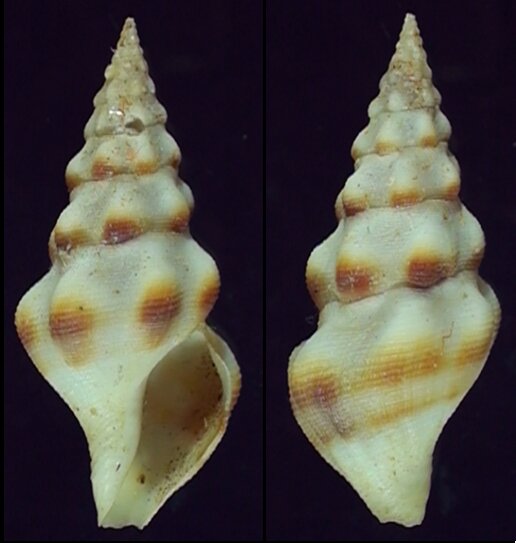 All shells - ShellBrothers - All shells