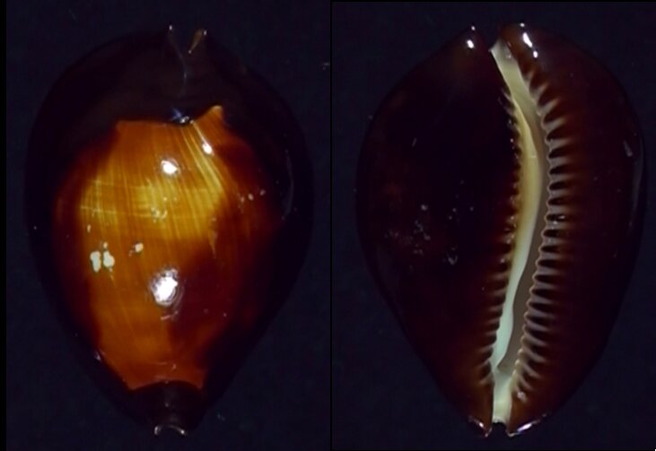 All shells - ShellBrothers - All shells