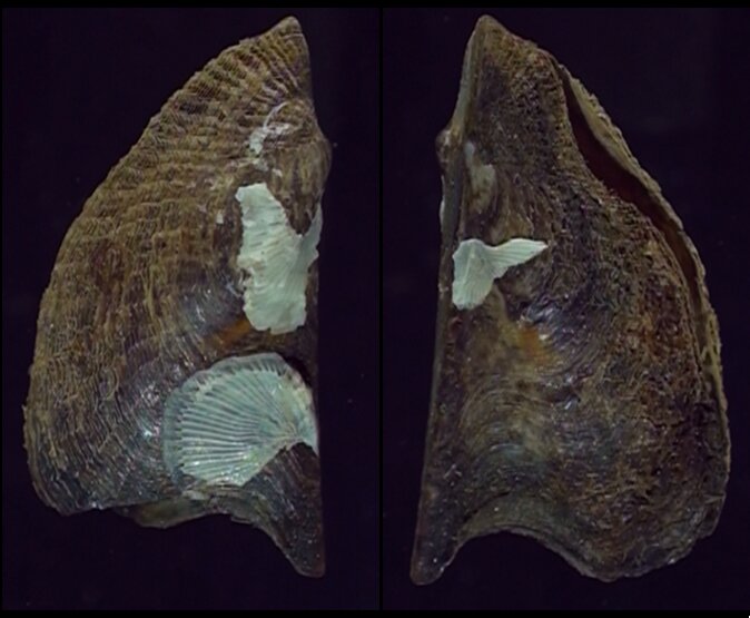 All shells - ShellBrothers - All shells