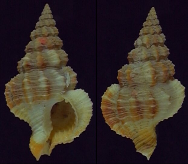 All shells - ShellBrothers - All shells