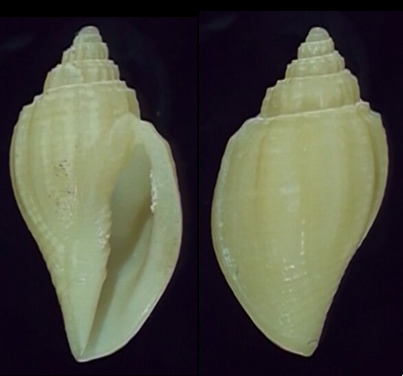 Top shells - ShellBrothers - Top shells