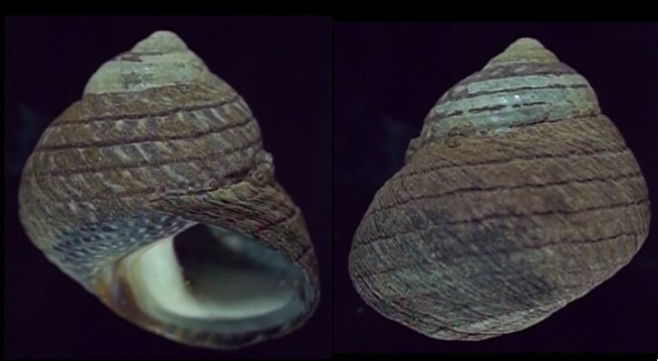 All shells - ShellBrothers - All shells