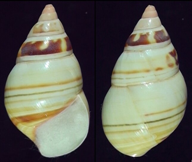 All shells - ShellBrothers - All shells