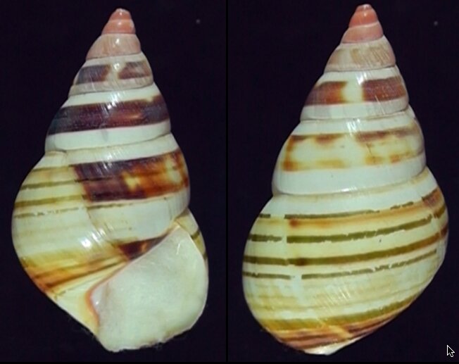 All shells - ShellBrothers - All shells