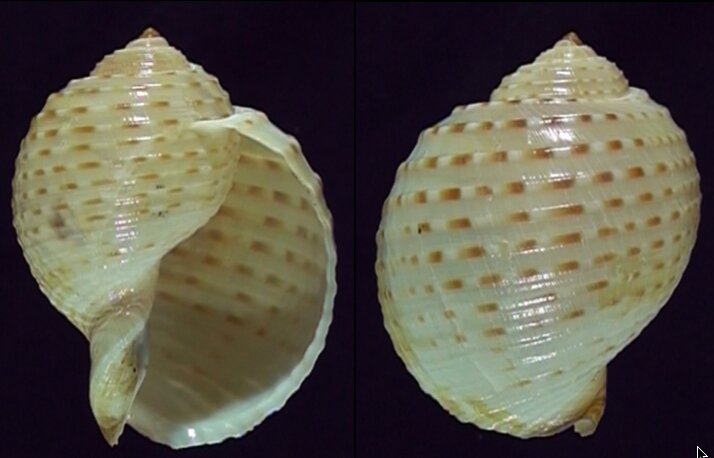 All shells - ShellBrothers - All shells