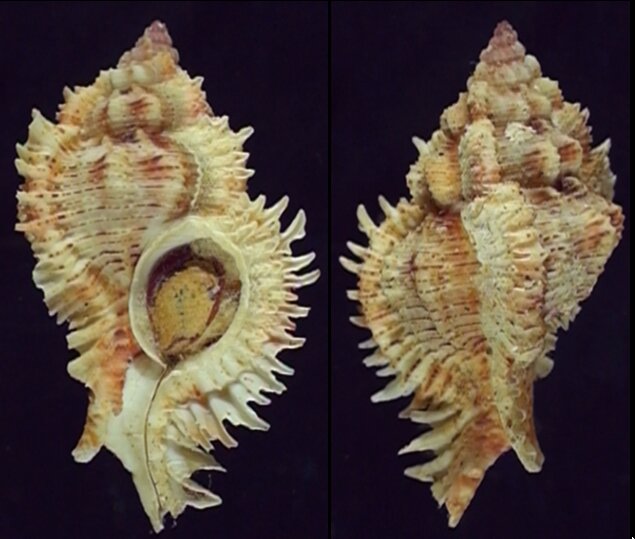 All shells - ShellBrothers - All shells