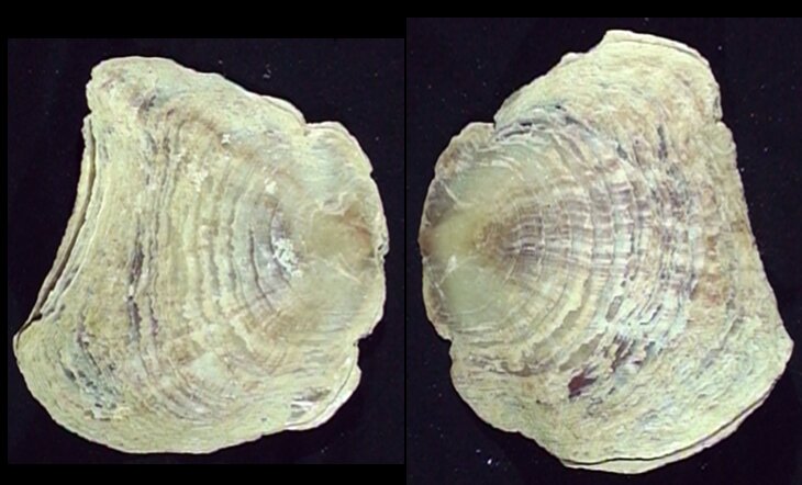 All shells - ShellBrothers - All shells