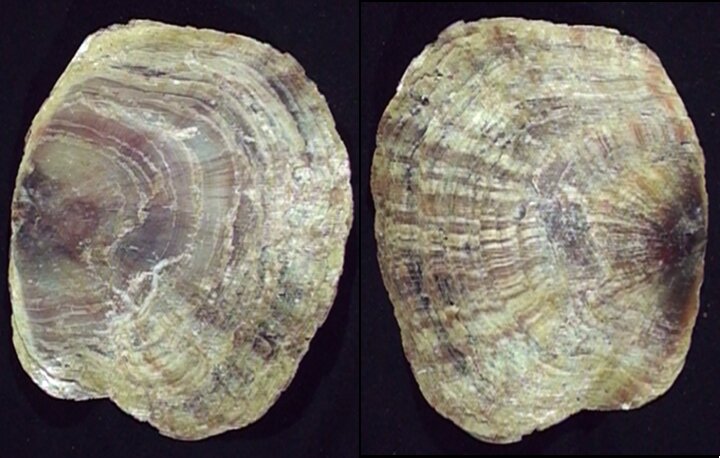 All shells - ShellBrothers - All shells