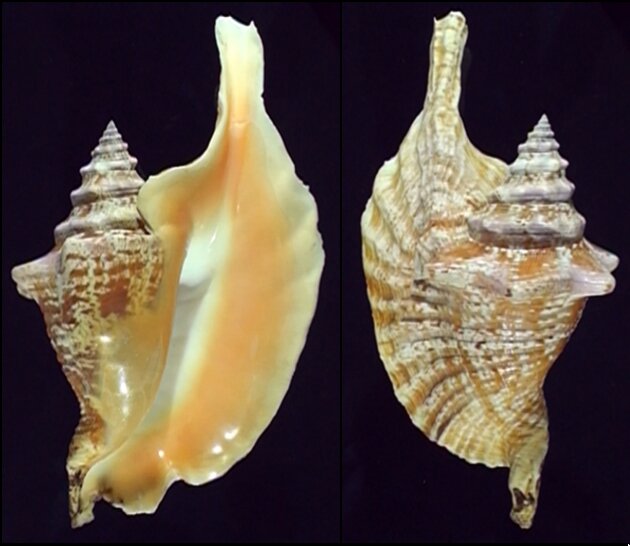 All shells - ShellBrothers - All shells