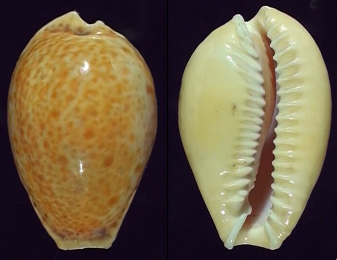 All shells - ShellBrothers - All shells