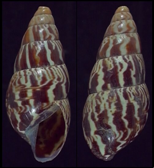 All shells - ShellBrothers - All shells