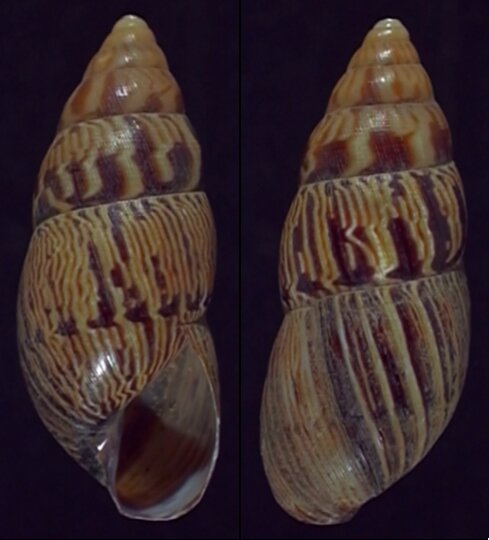 All shells - ShellBrothers - All shells