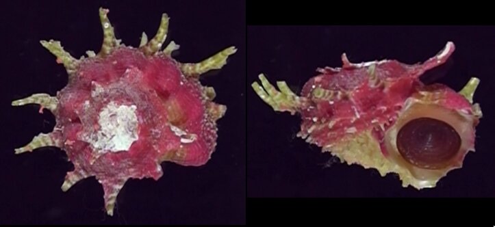 All shells - ShellBrothers - All shells