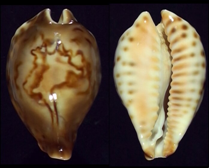 Top shells - ShellBrothers - Top shells