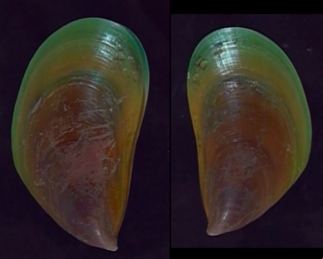 New shells - ShellBrothers - New shells