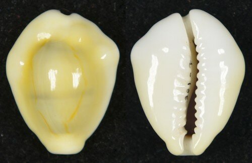 All shells - ShellBrothers - All shells