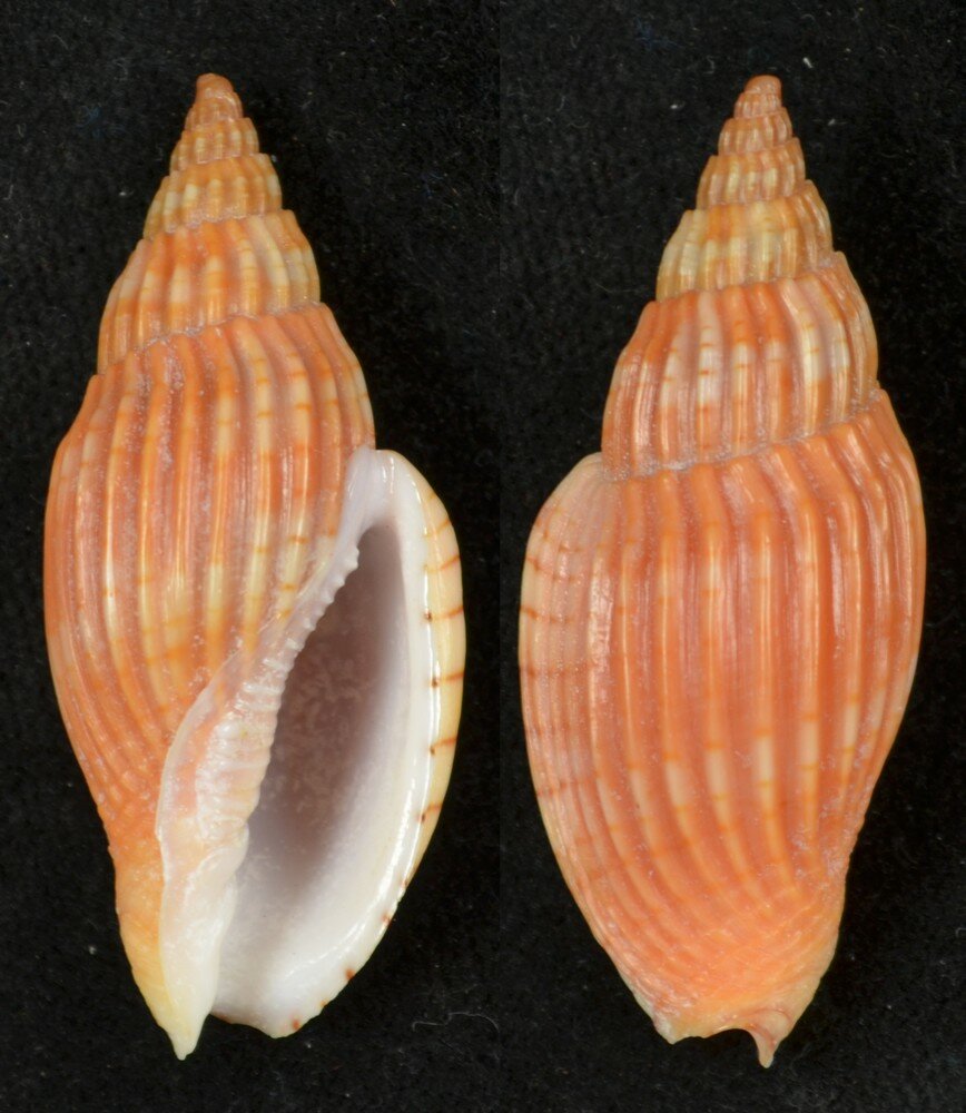 New shells - ShellBrothers - New shells