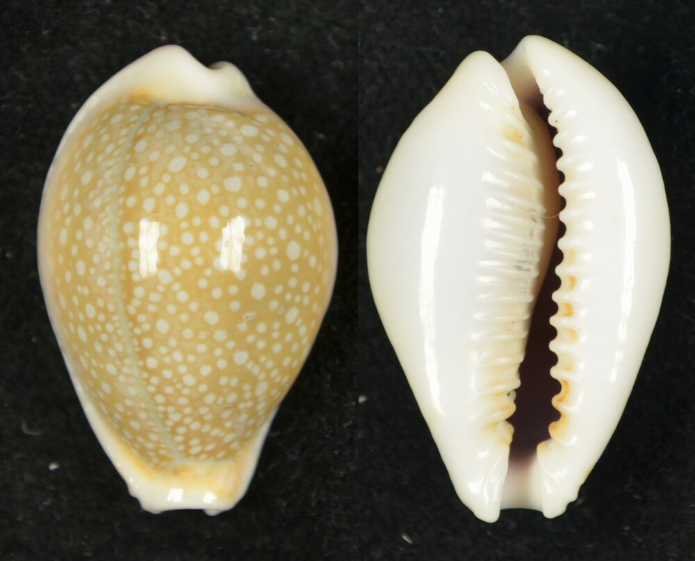 New shells - ShellBrothers - New shells