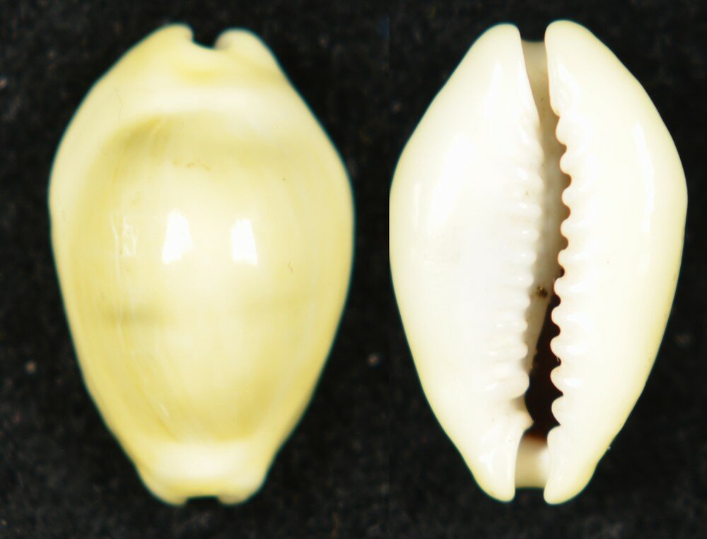 All shells - ShellBrothers - All shells