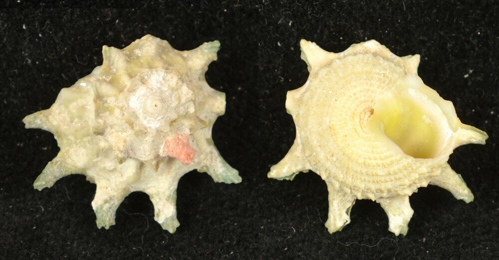 All shells - ShellBrothers - All shells