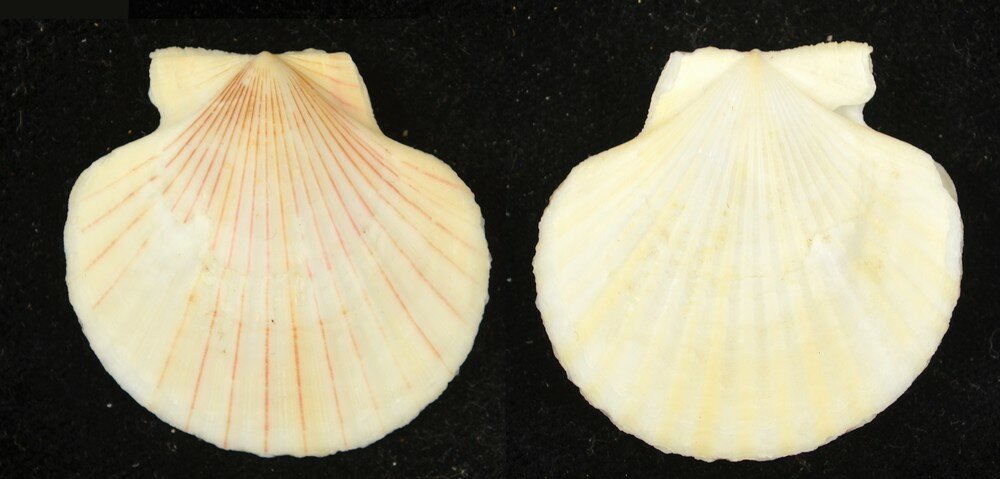 All shells - ShellBrothers - All shells