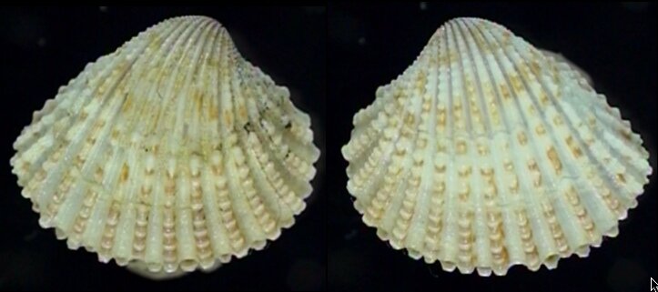 All shells - ShellBrothers - All shells