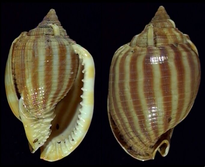 All shells - ShellBrothers - All shells