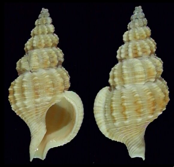 All shells - ShellBrothers - All shells