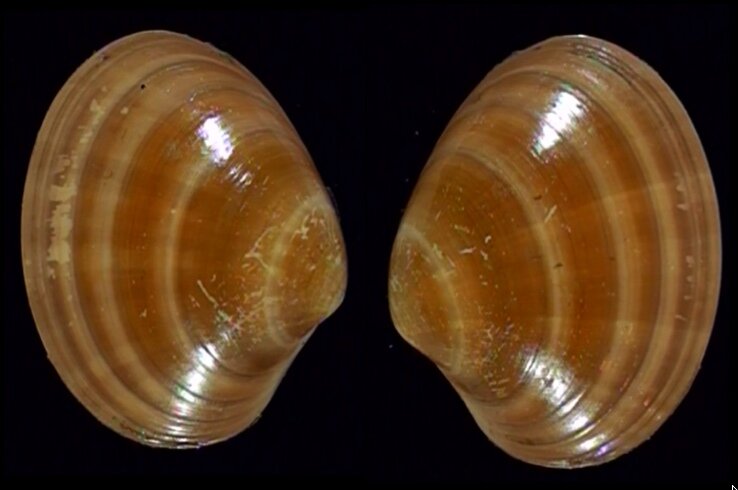 All shells - ShellBrothers - All shells