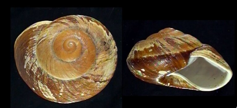 All shells - ShellBrothers - All shells