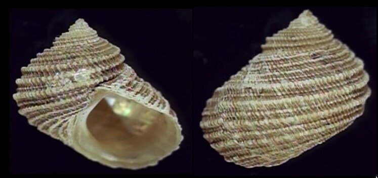 All shells - ShellBrothers - All shells