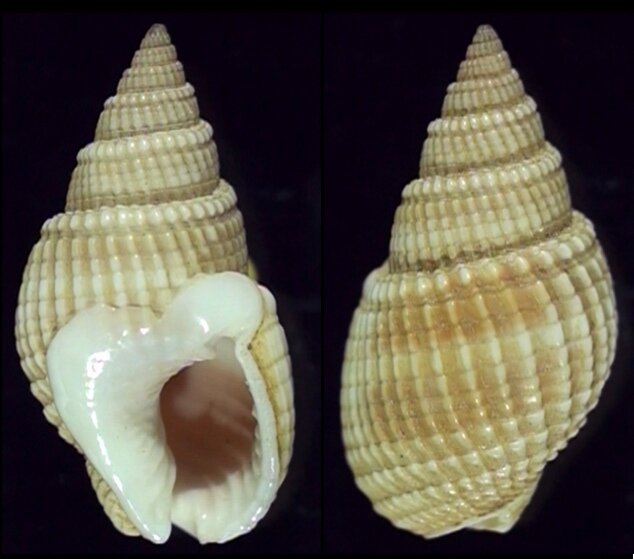 All shells - ShellBrothers - All shells