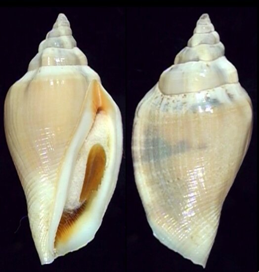 All shells - ShellBrothers - All shells
