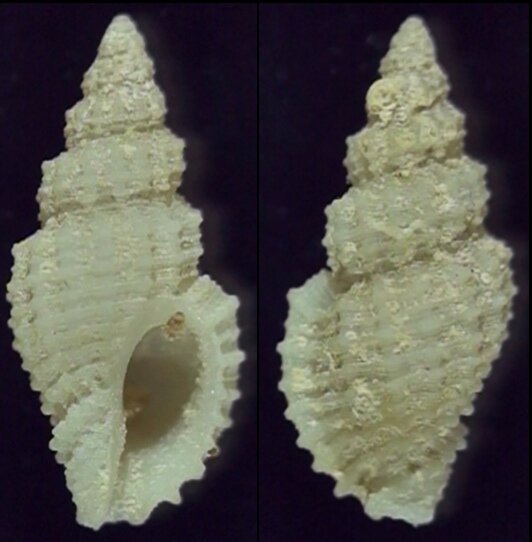 All shells - ShellBrothers - All shells