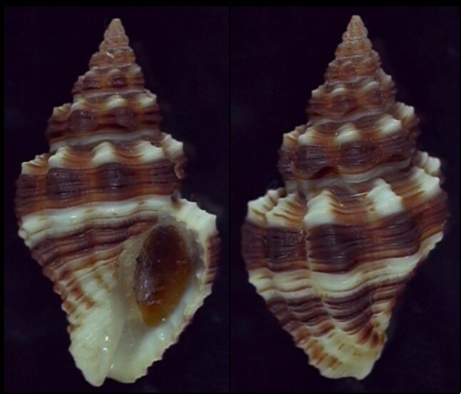 All shells - ShellBrothers - All shells